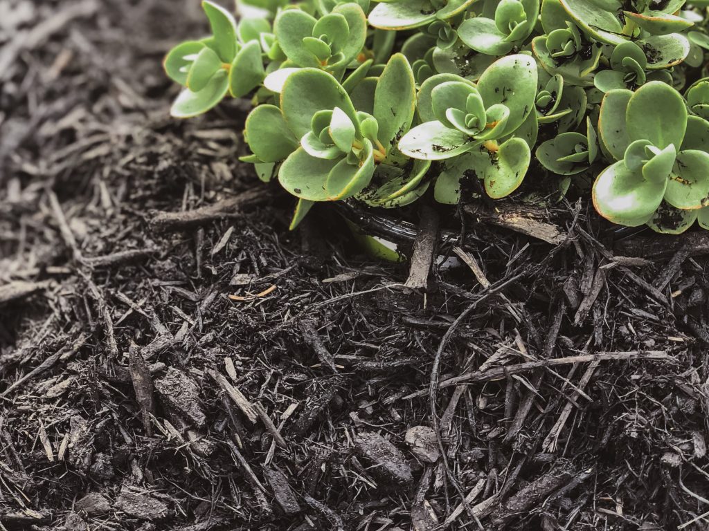 MULCH - The Mulch Man