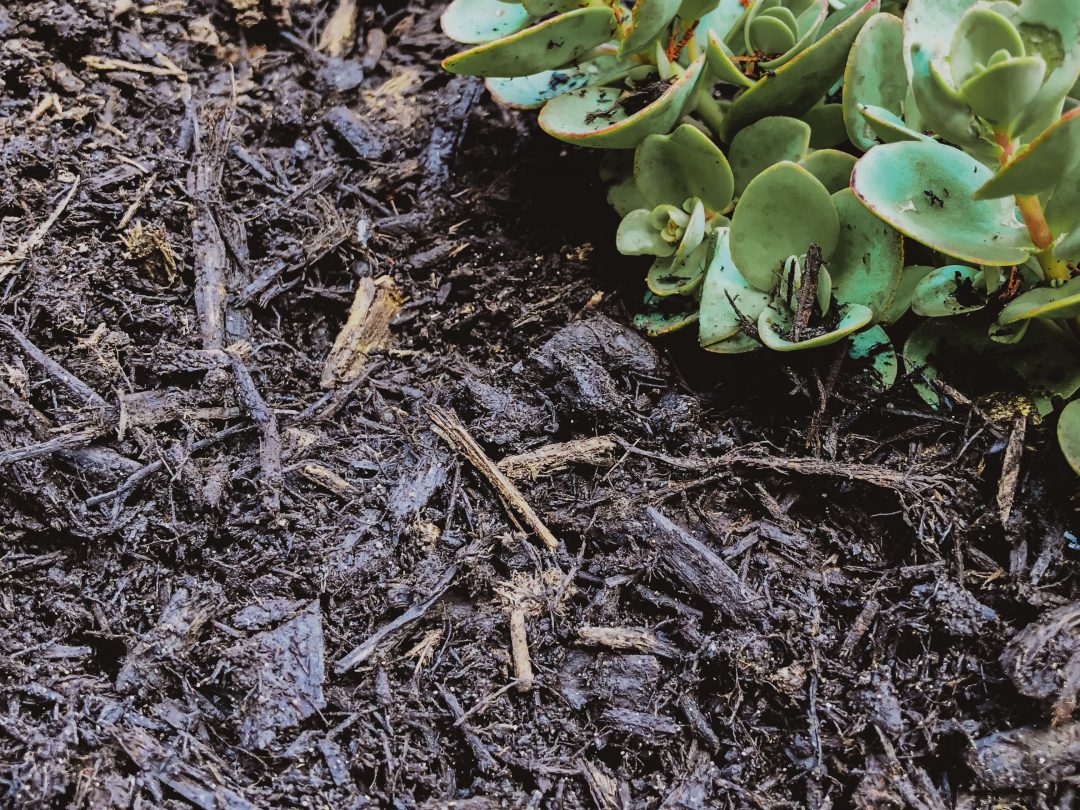 MULCH - The Mulch Man